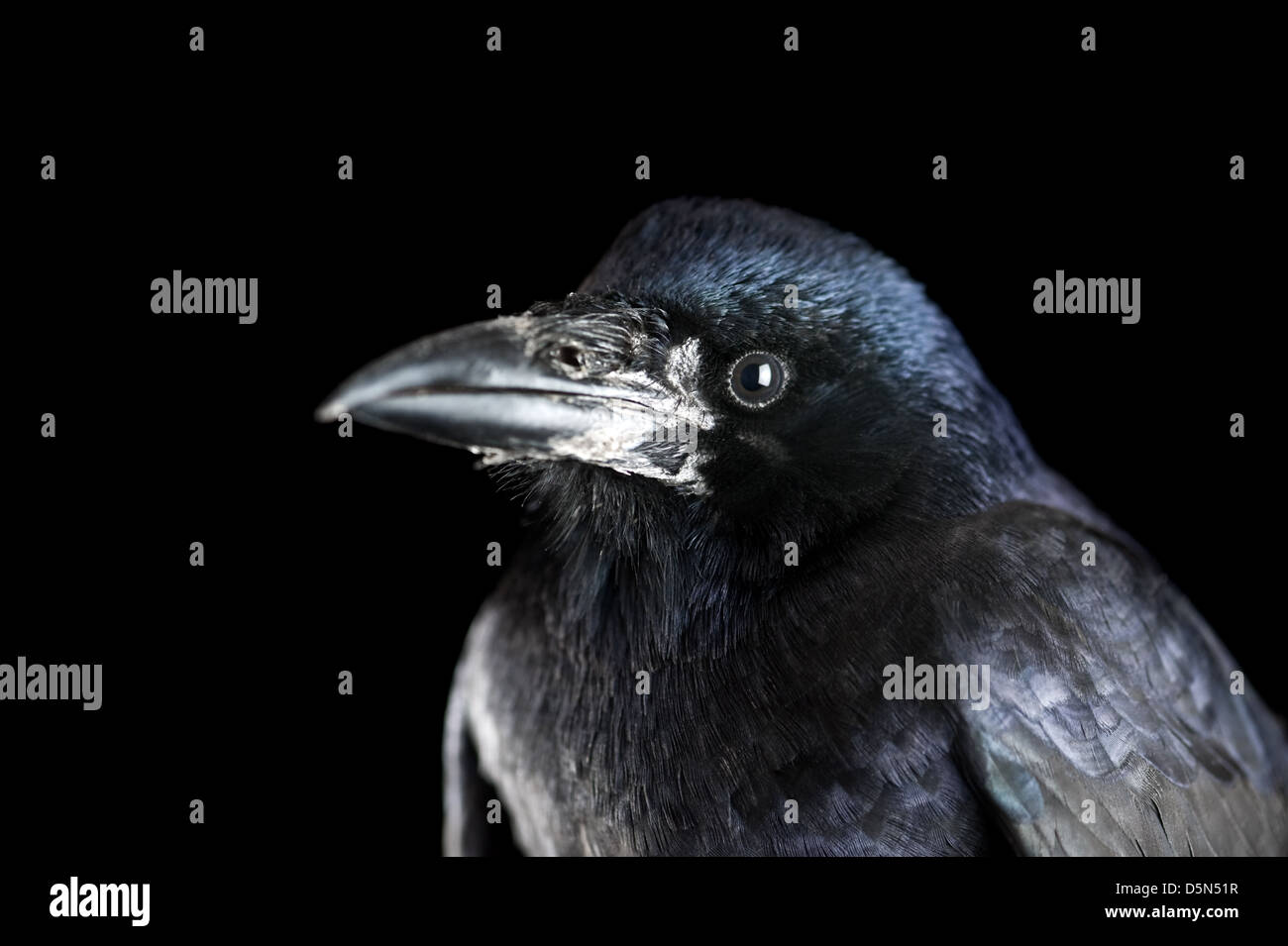 Black crow hi-res stock photography and images - Alamy