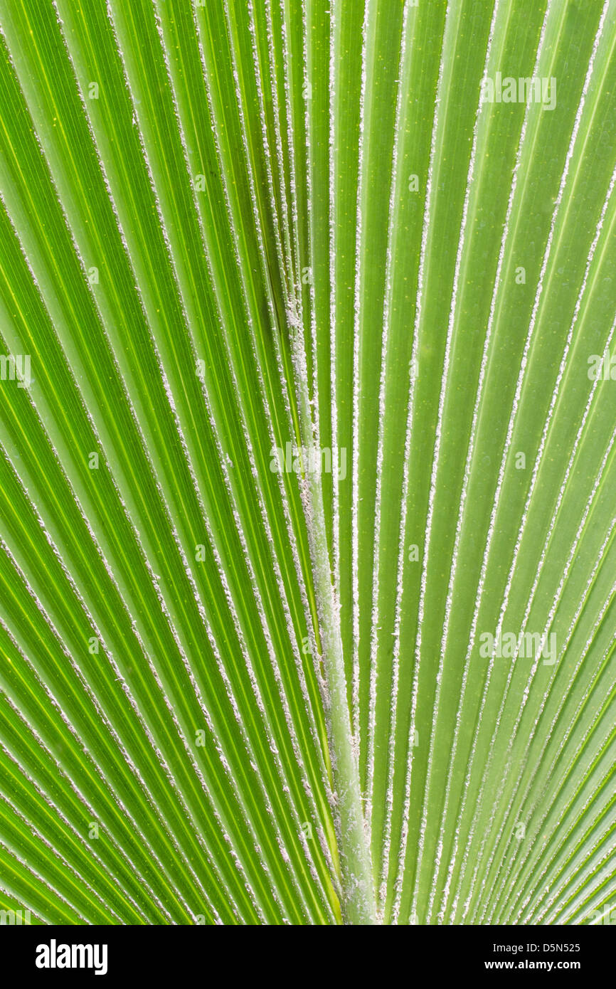 abstract palm leaf background Stock Photo - Alamy