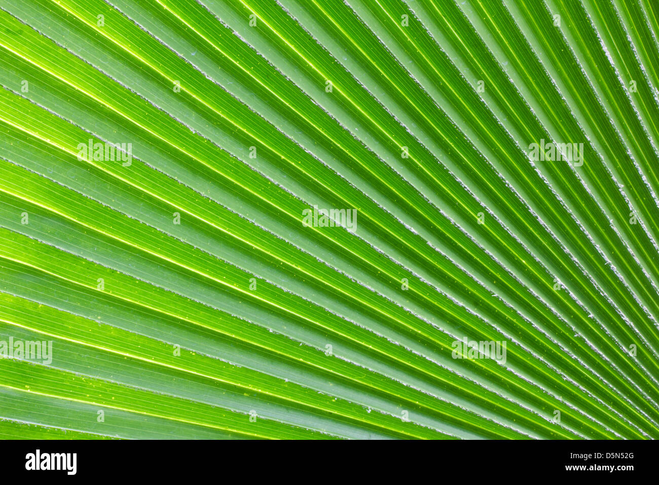 abstract palm leaf background Stock Photo - Alamy