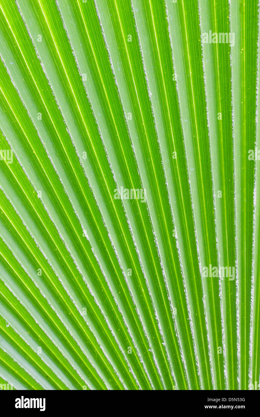 abstract palm leaf background Stock Photo - Alamy