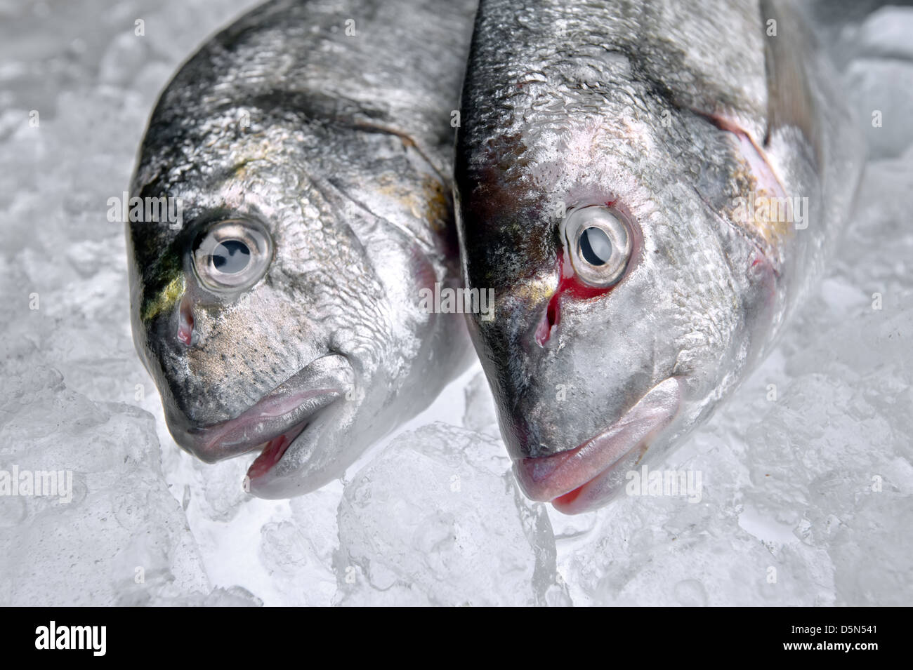 Dorado fish hi-res stock photography and images - Alamy
