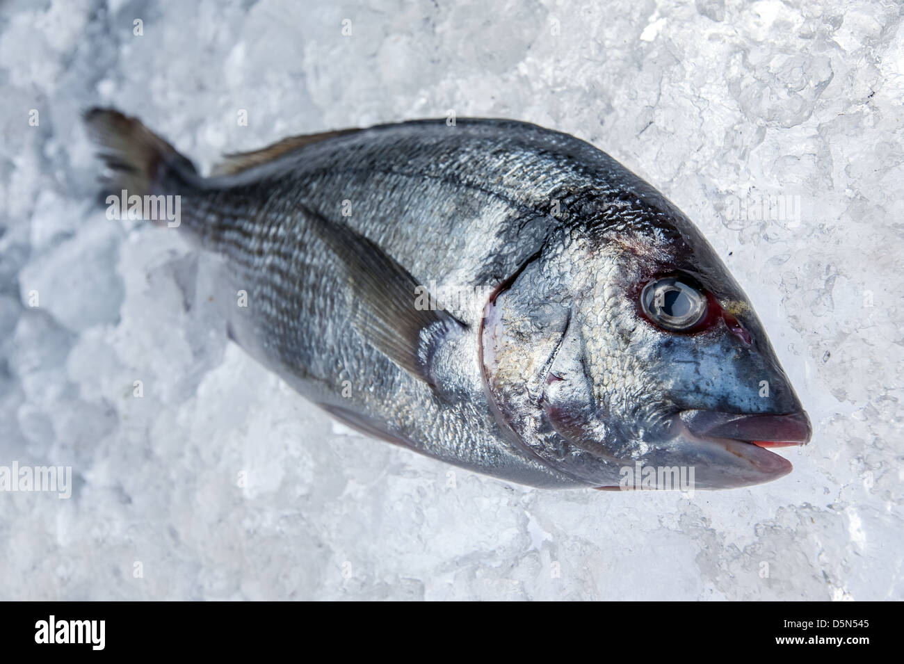 Dorado fish hi-res stock photography and images - Alamy