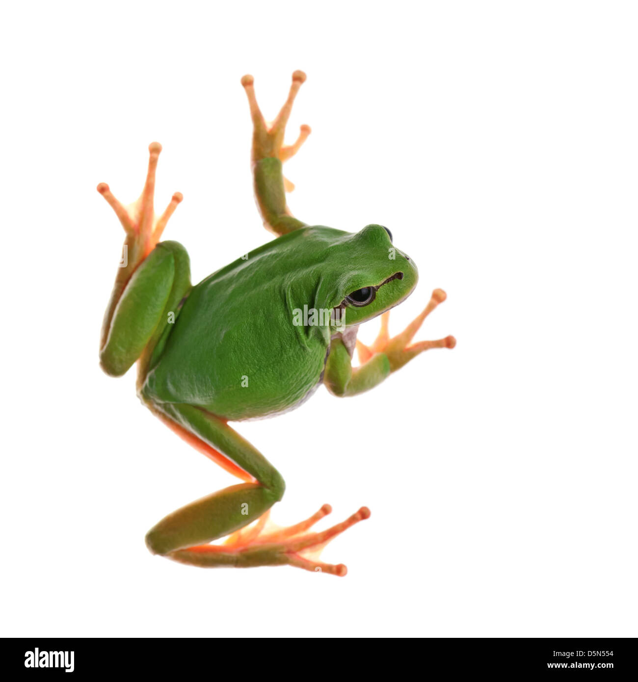 Isolated tree frog hi-res stock photography and images - Alamy