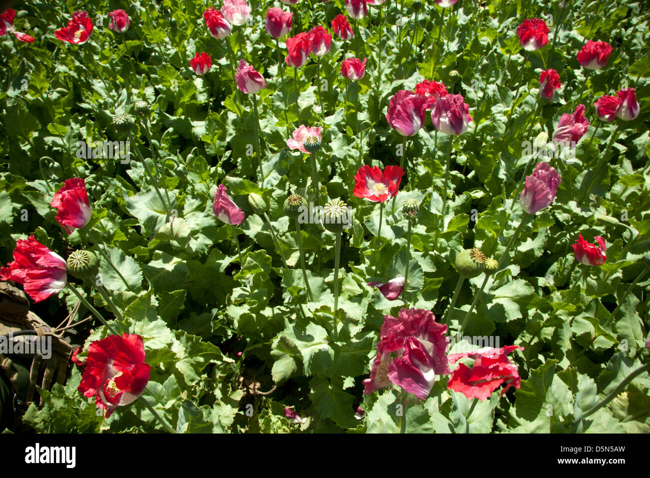 A opium poppy field growing outside a village April 3, 2013 in the ...