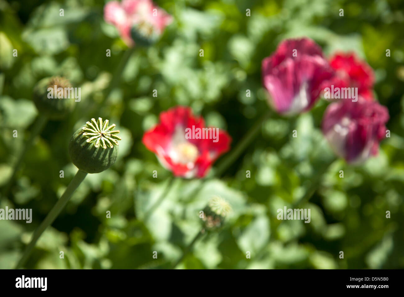 A opium poppy field growing outside a village April 3, 2013 in the ...