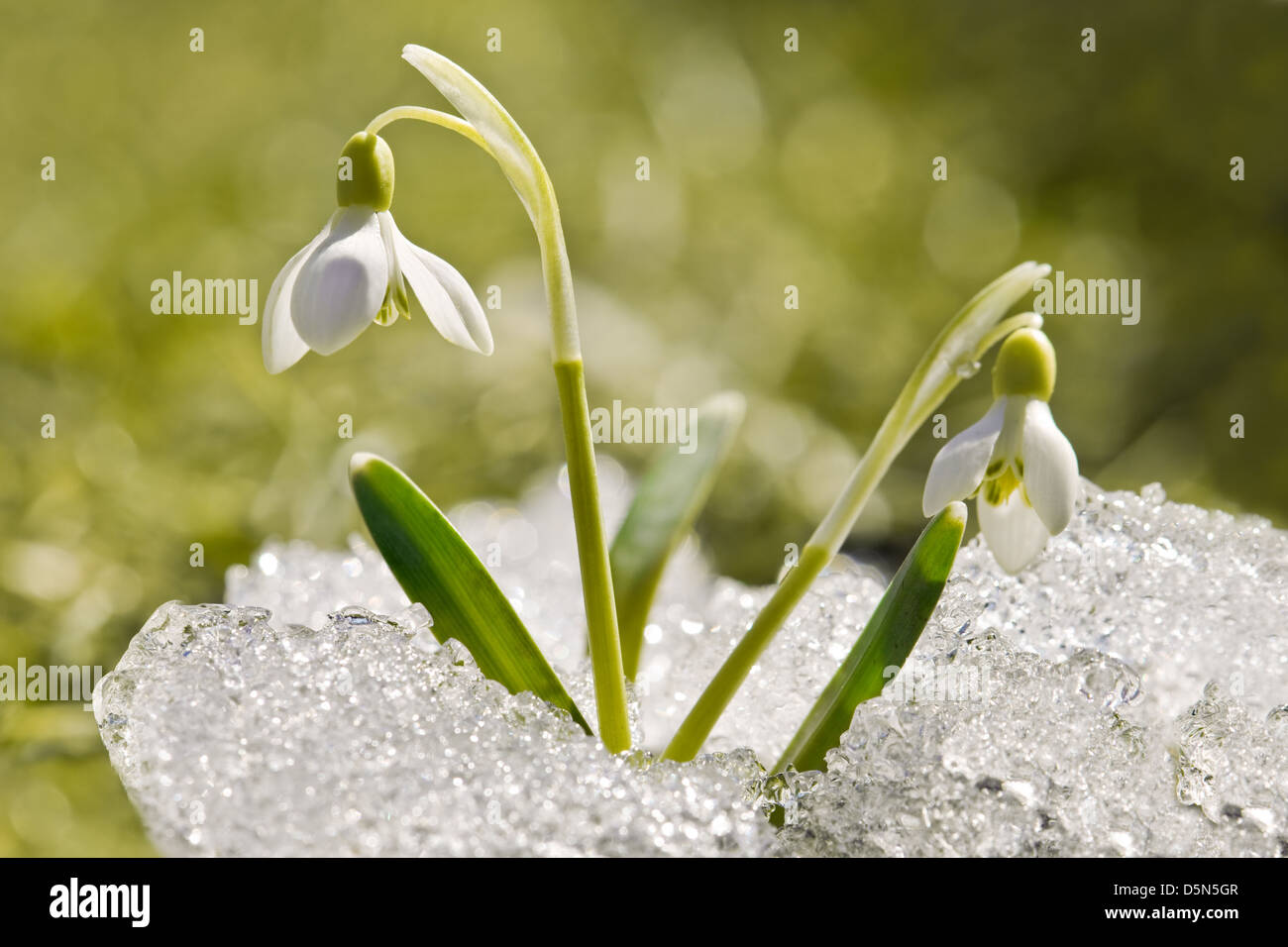 Snowdrop in snow hi-res stock photography and images - Alamy