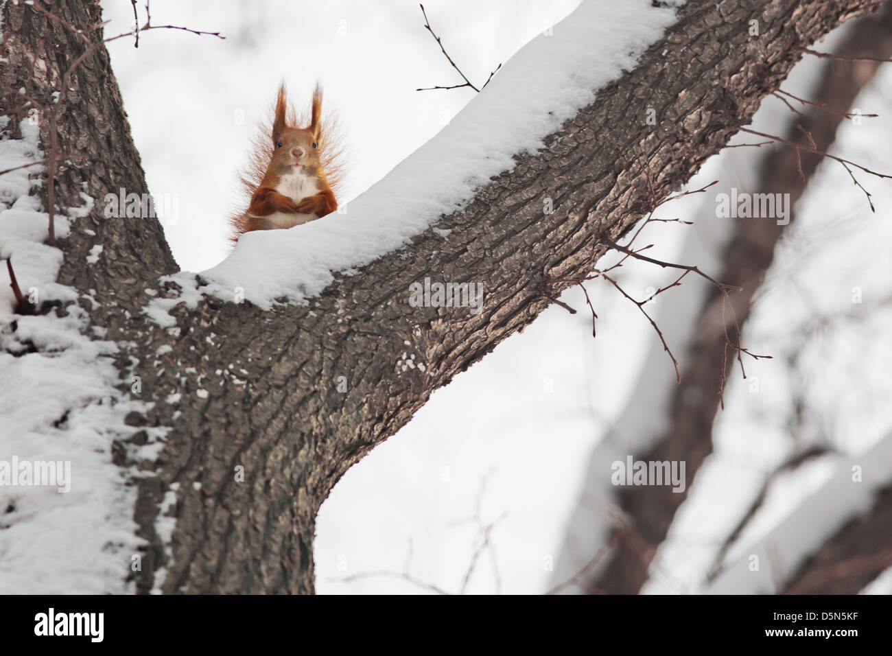 Red squirrel up tree hi-res stock photography and images - Alamy