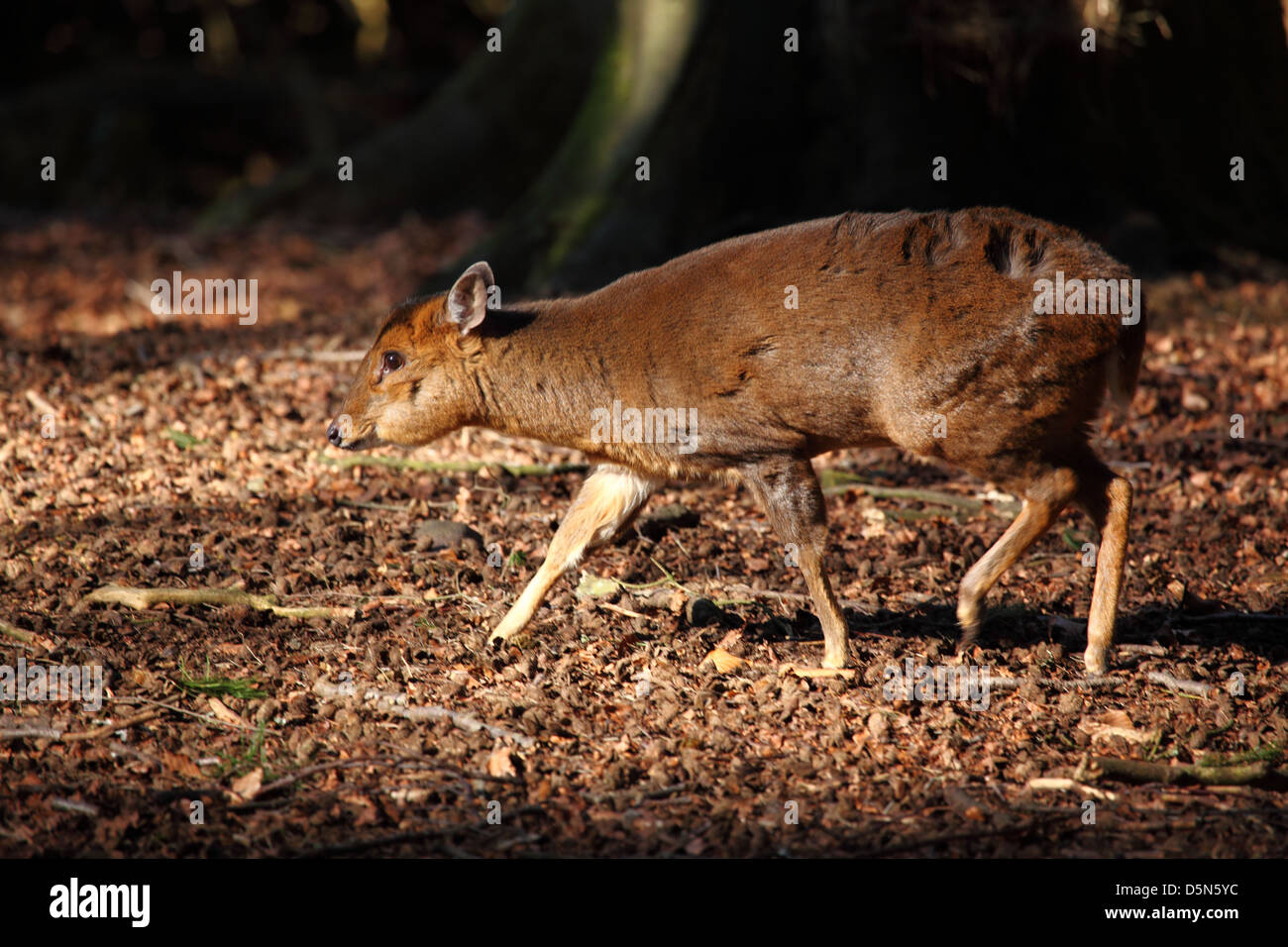 Reeve's muntjac (Muntiacus reevesi Stock Photo - Alamy