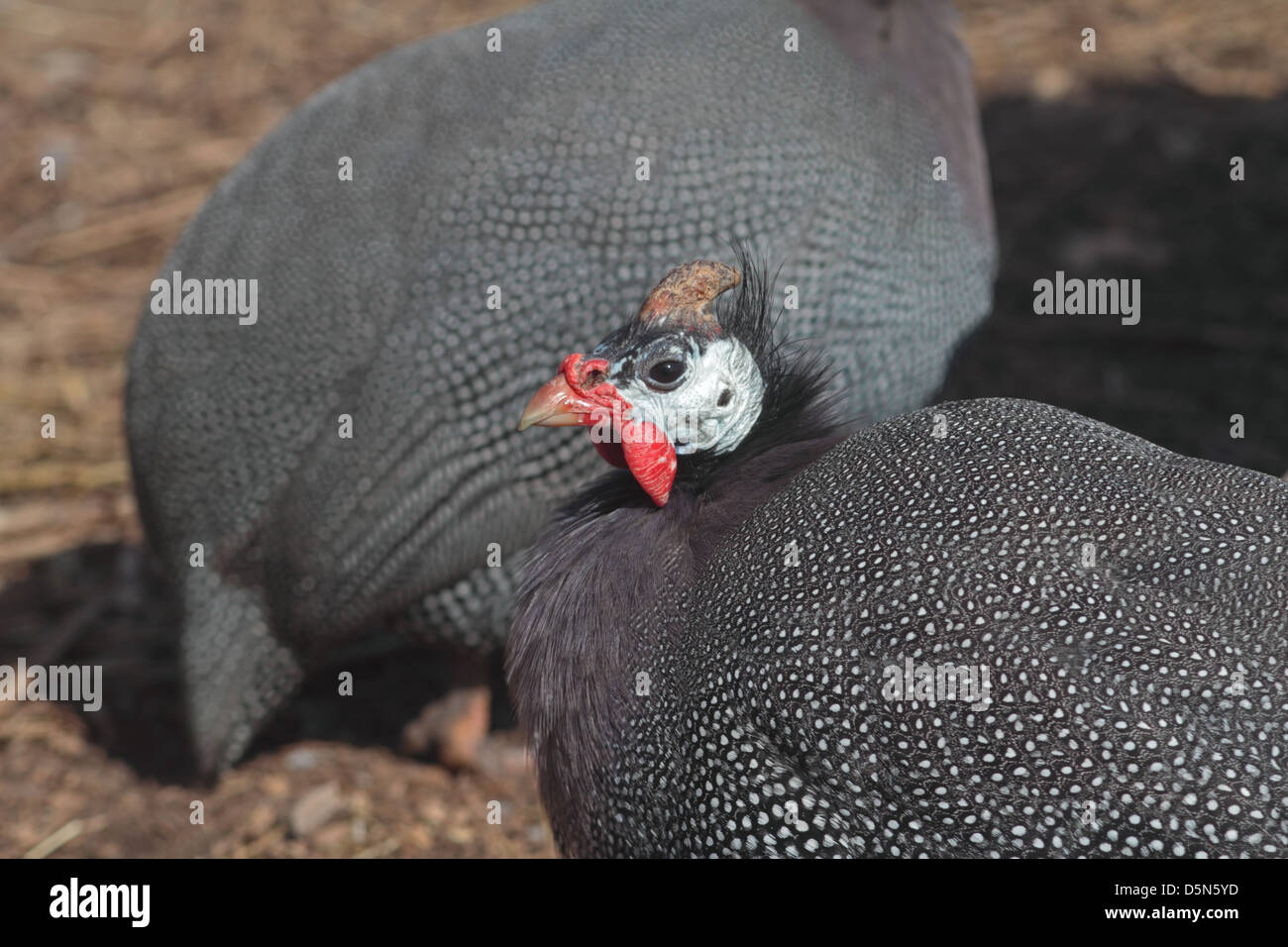 Peahen bird hi-res stock photography and images - Alamy
