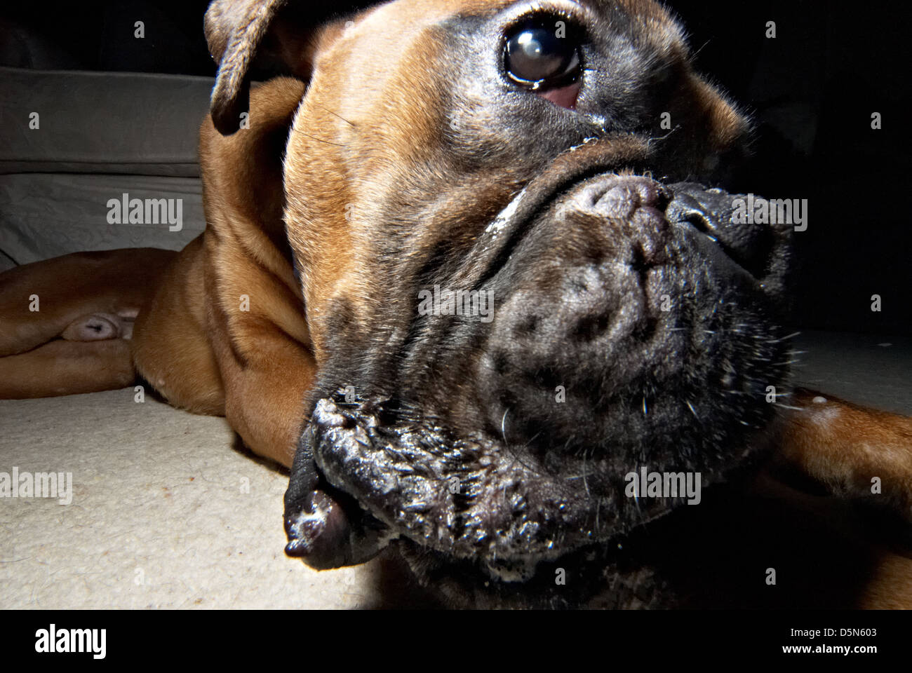 A cute Boxer dog photographed very close up Stock Photo - Alamy