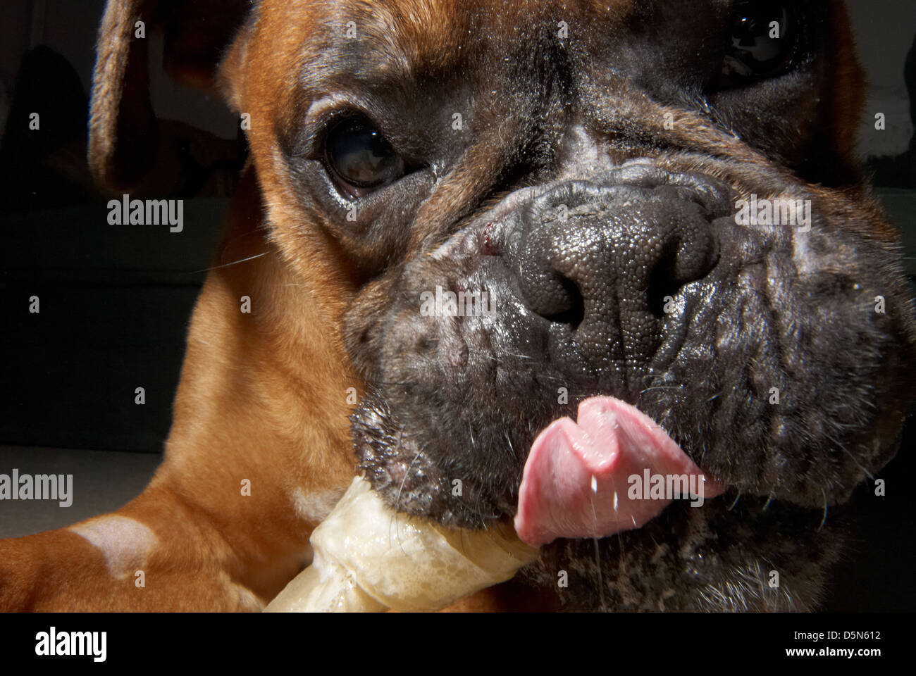 A cute Boxer dog photographed very close up Stock Photo - Alamy