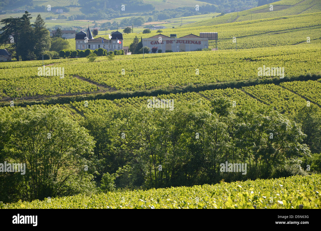 Wine cooperative "Cave de Julianas" near Julianas in Beaujolais Stock ...