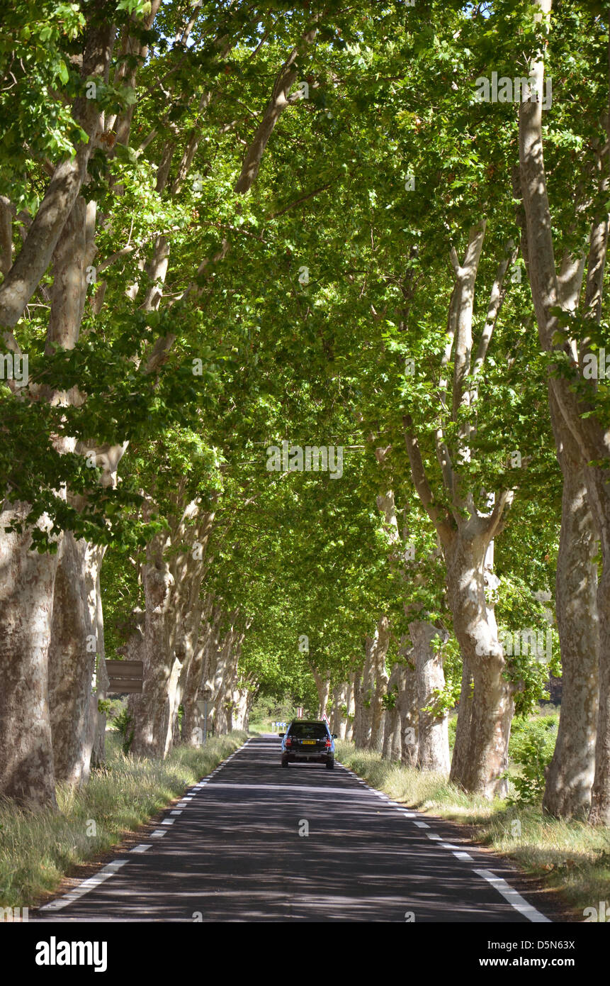 An alley of sycamore trees gives shadow in the south of France Stock ...