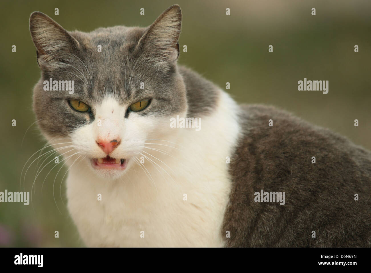 Evil cat hi-res stock photography and images - Alamy