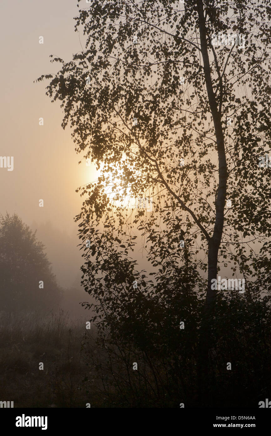 Birch tree silhouette hi-res stock photography and images - Alamy