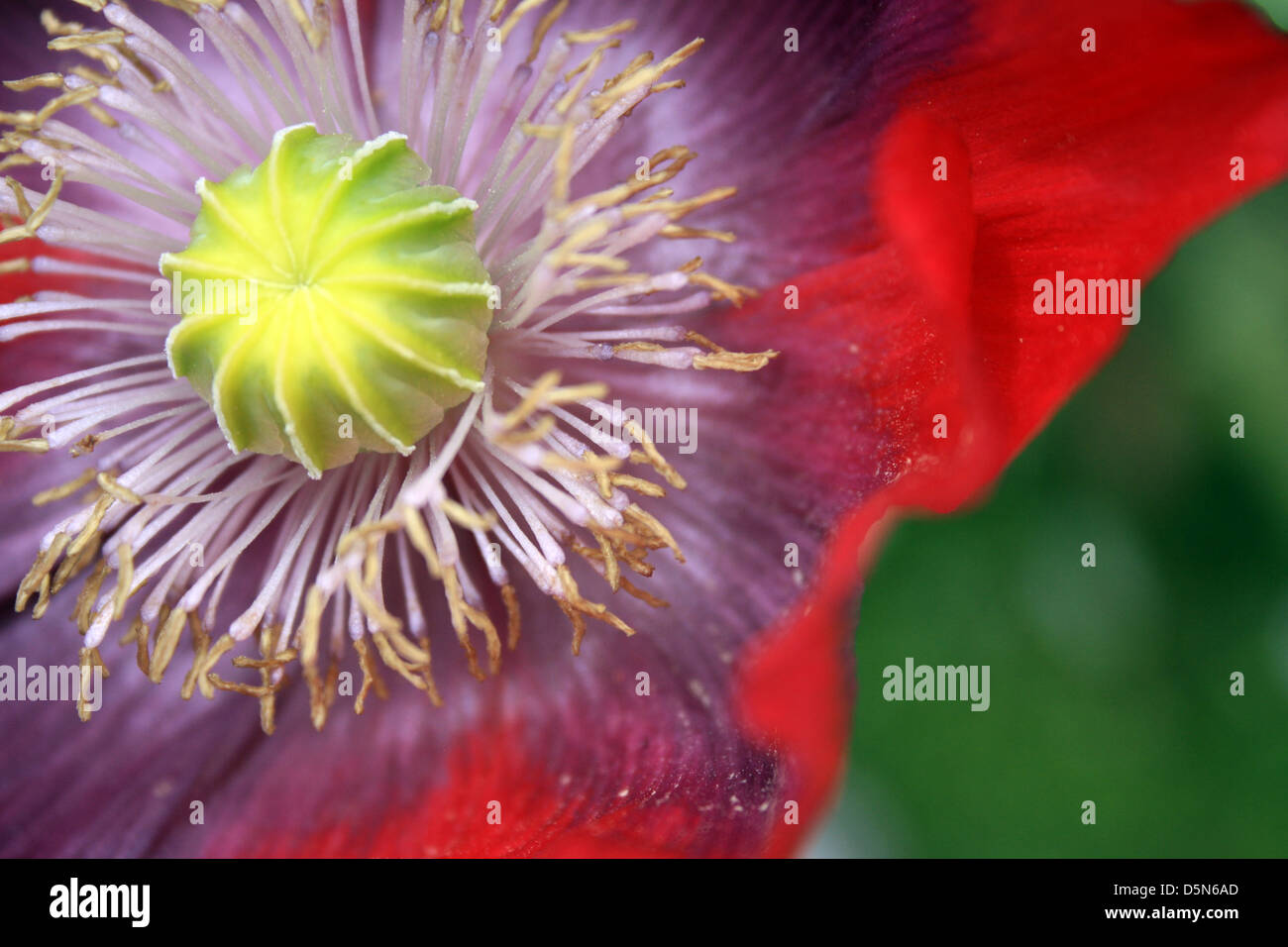 A close up of a Poppy flower in full bloom, revealing it's bright ...