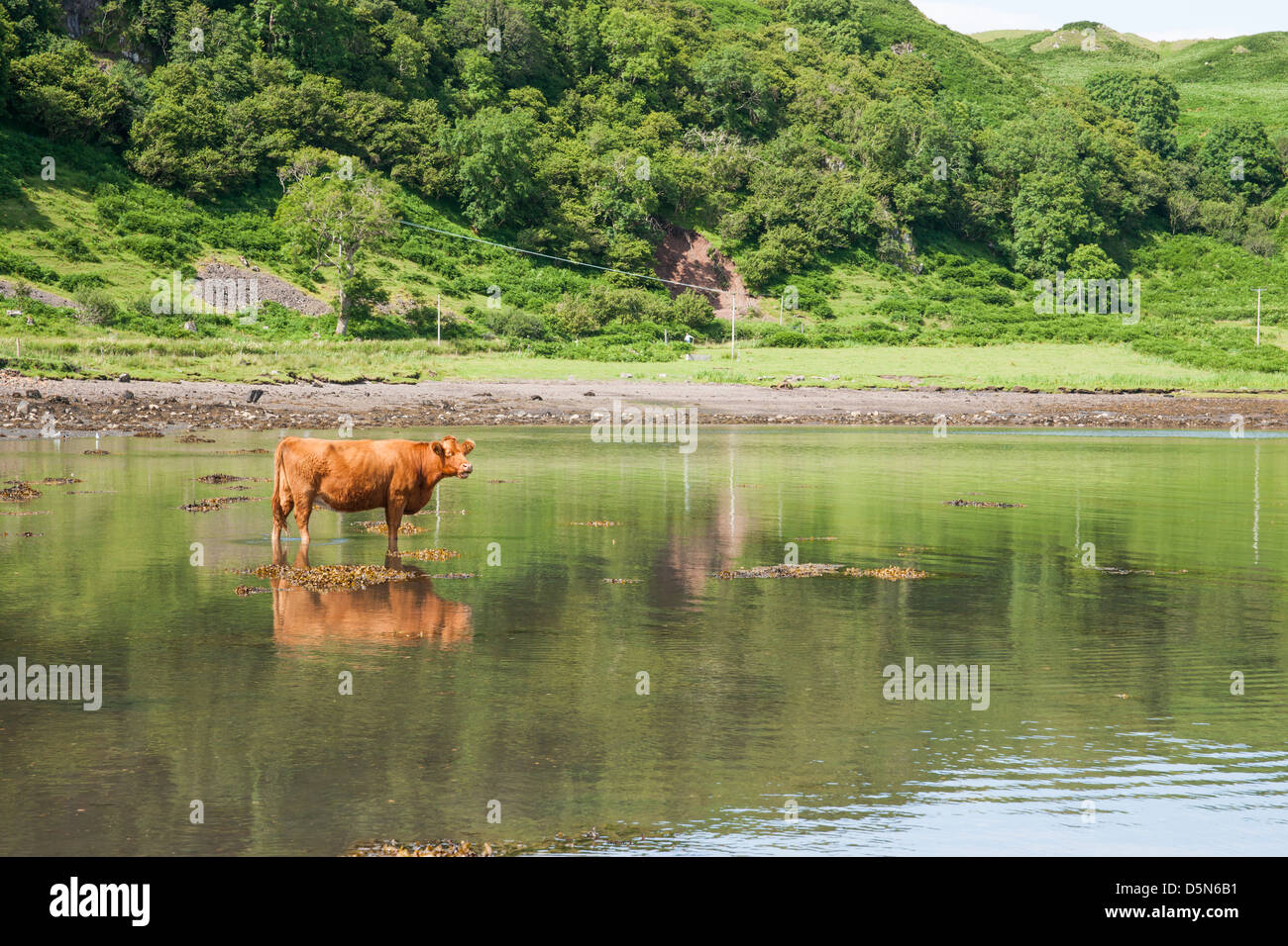 A highland cow paddles in the water of Little Horseshoe Bay, Isle of ...