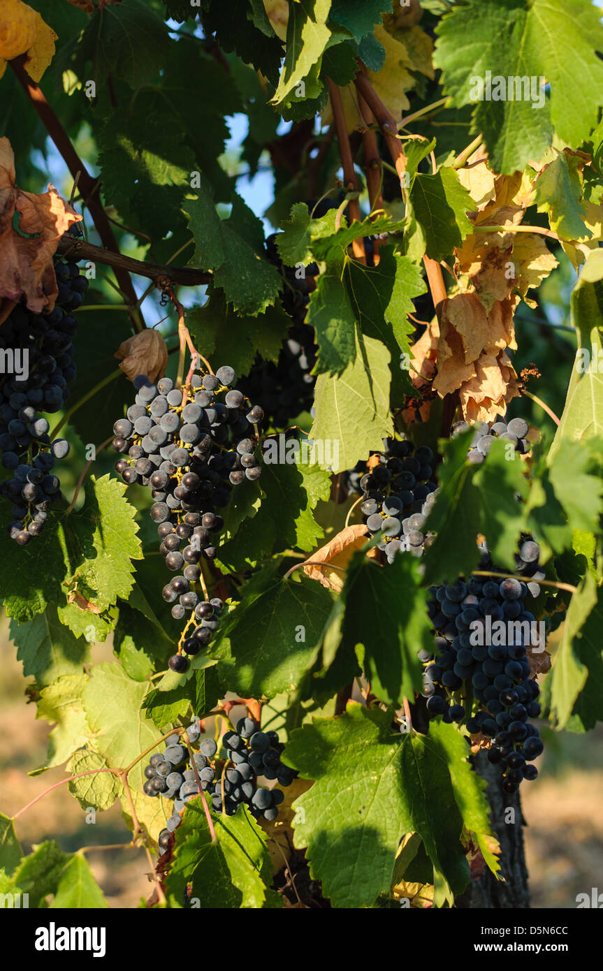 Vineyards in autumn - Grapes close up Stock Photo - Alamy