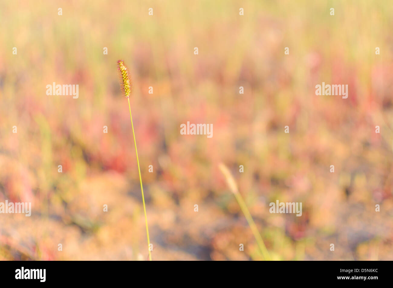 Lone blade of grass Stock Photo - Alamy