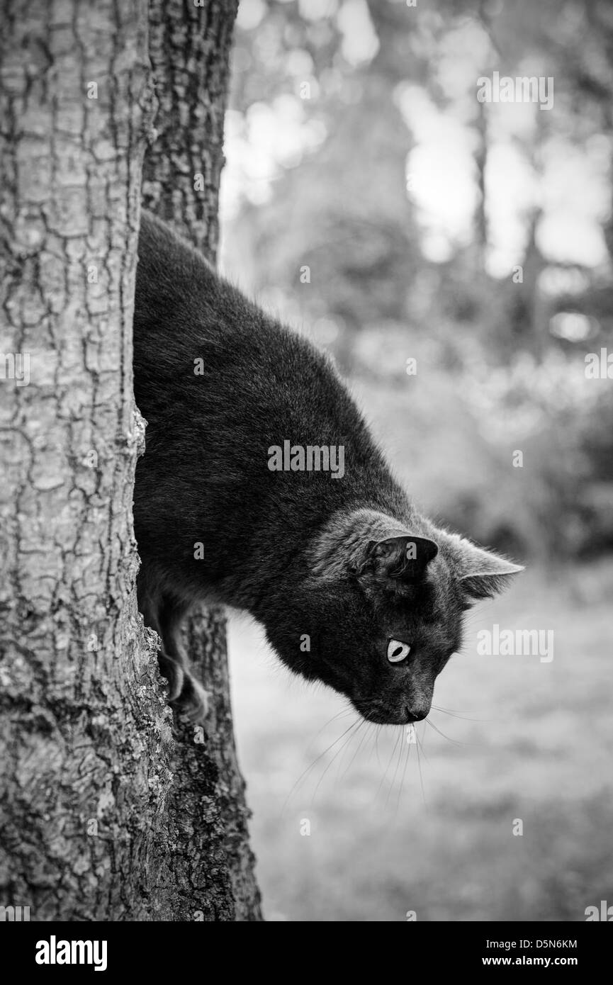 Cat is hunting hi-res stock photography and images - Alamy