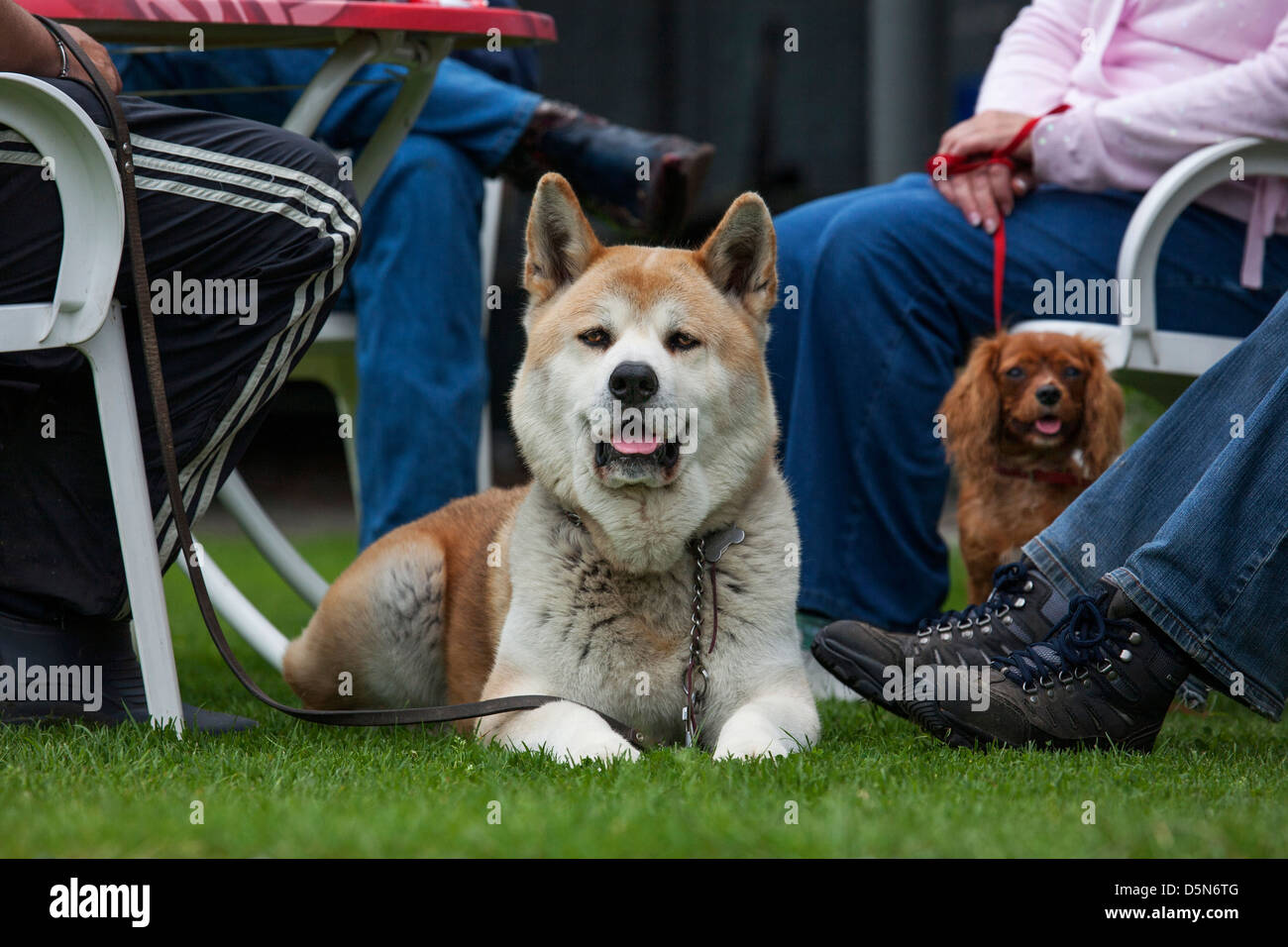 Dog owner with Akita Inu / Japanese Akita dog (Canis lupus familiaris ...