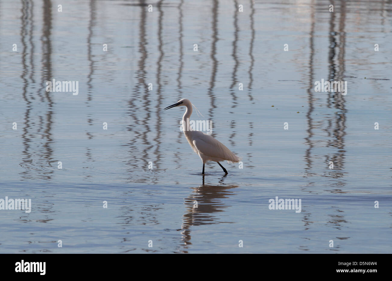 A heron bird walks in PAlma de Mallorca´s port area Stock Photo - Alamy