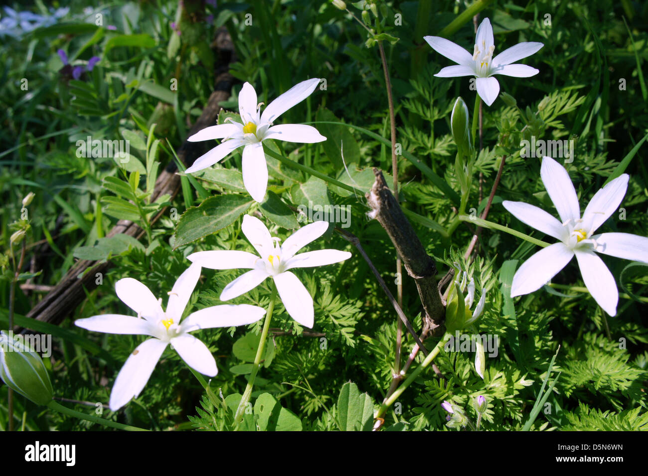 Wild spring flowers Stock Photo - Alamy