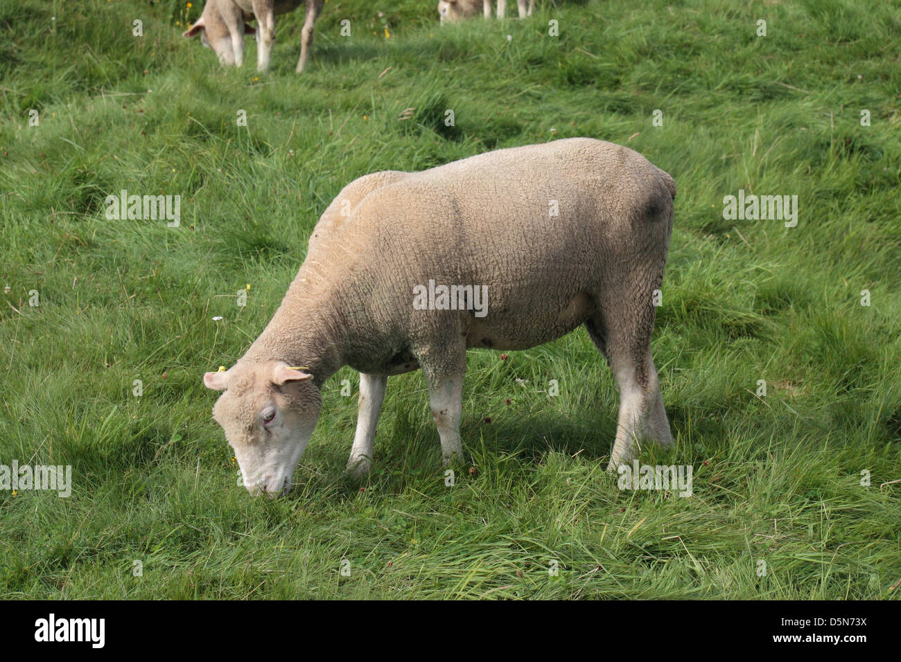 French sheep hi-res stock photography and images - Alamy