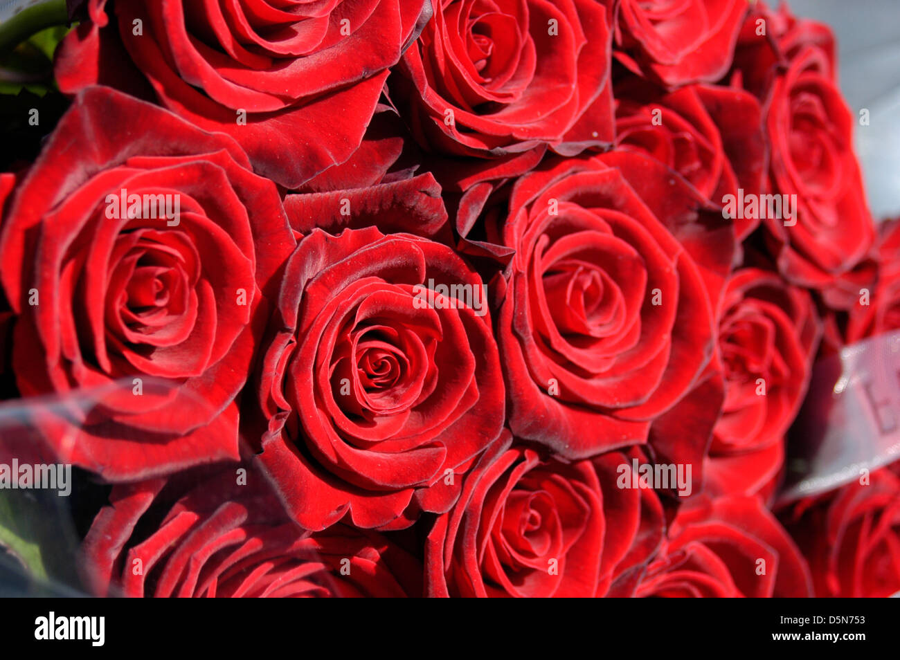 A composition of Roses Stock Photo - Alamy