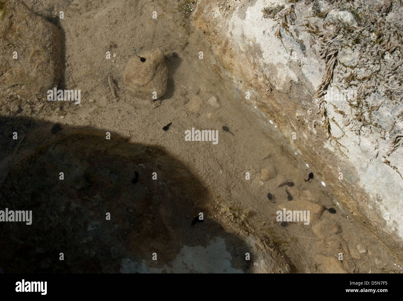 Tadpoles in a pool in the shadow of rock Stock Photo - Alamy
