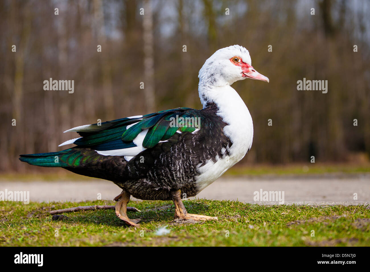 A colorful duck walking sideways. Humorous expression Stock Photo - Alamy