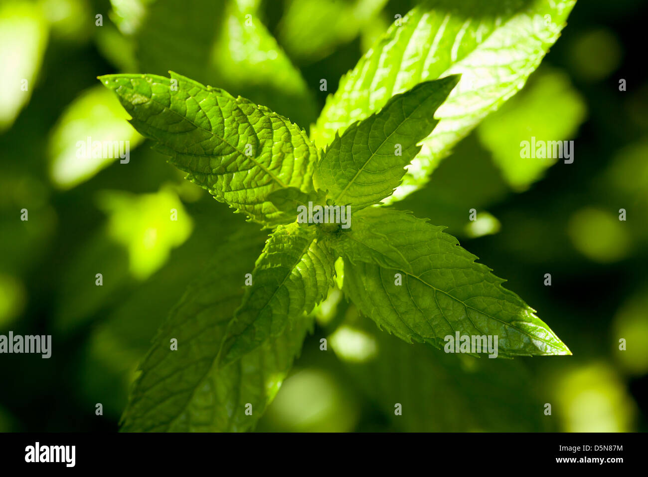 Peppermint leaves plant hi-res stock photography and images - Alamy