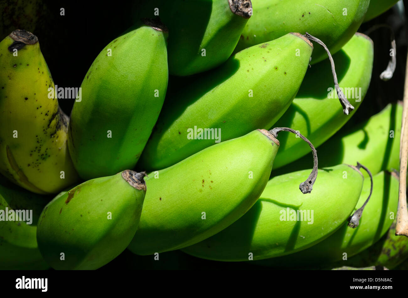Close-up of unripened banana fruits on tree Stock Photo - Alamy