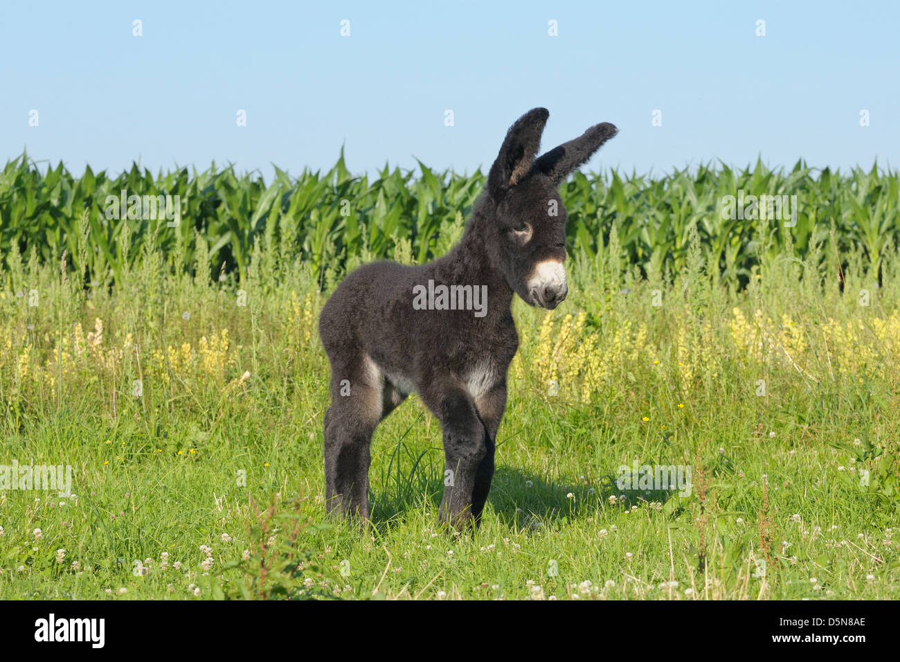 Two weeks old Poitou donkey foal Stock Photo - Alamy