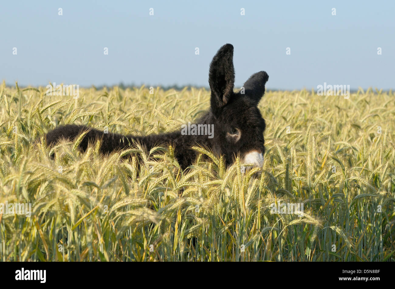 Young poitou donkey hi-res stock photography and images - Alamy