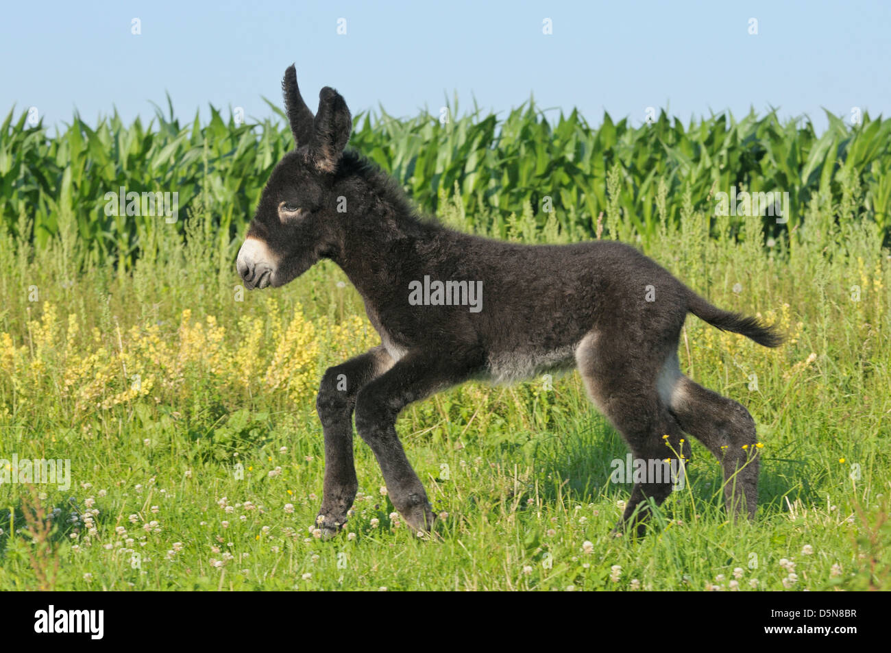 Two weeks old Poitou donkey foal Stock Photo - Alamy