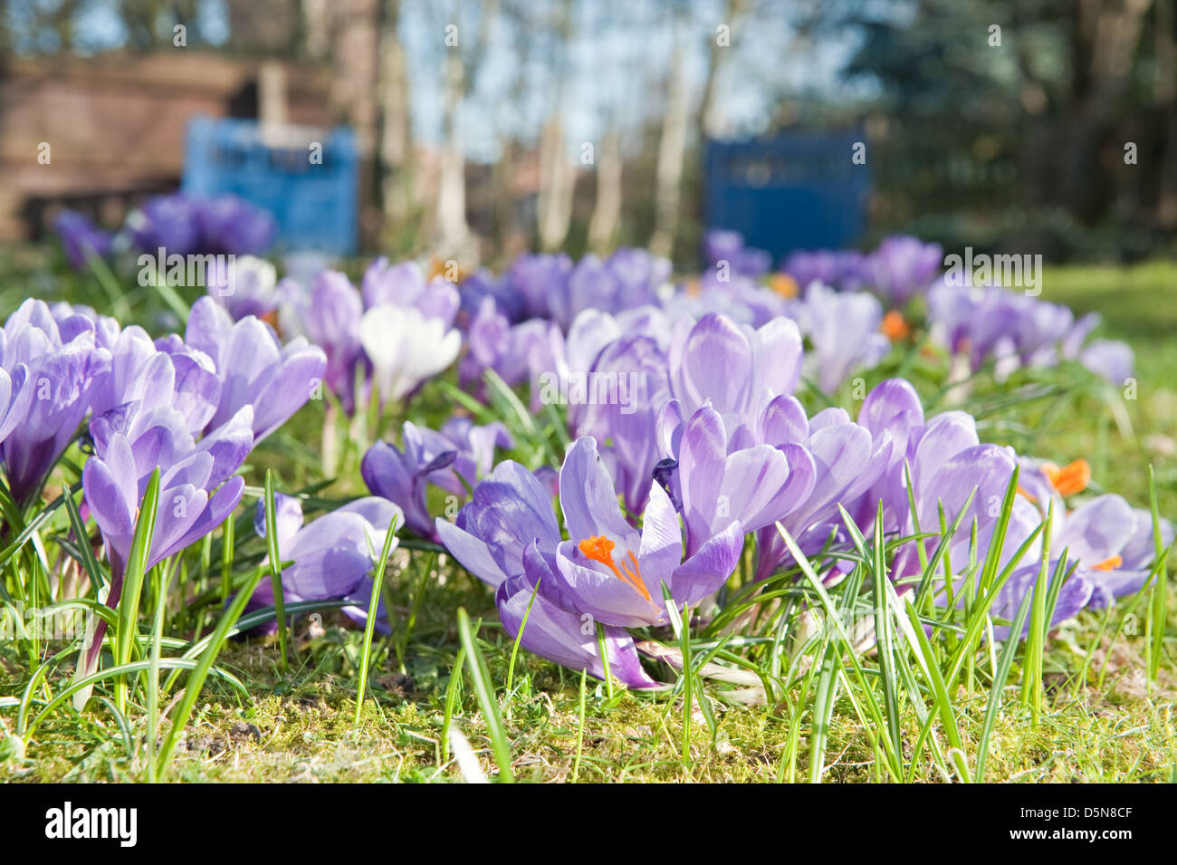Crocuses group in grass hi-res stock photography and images - Alamy