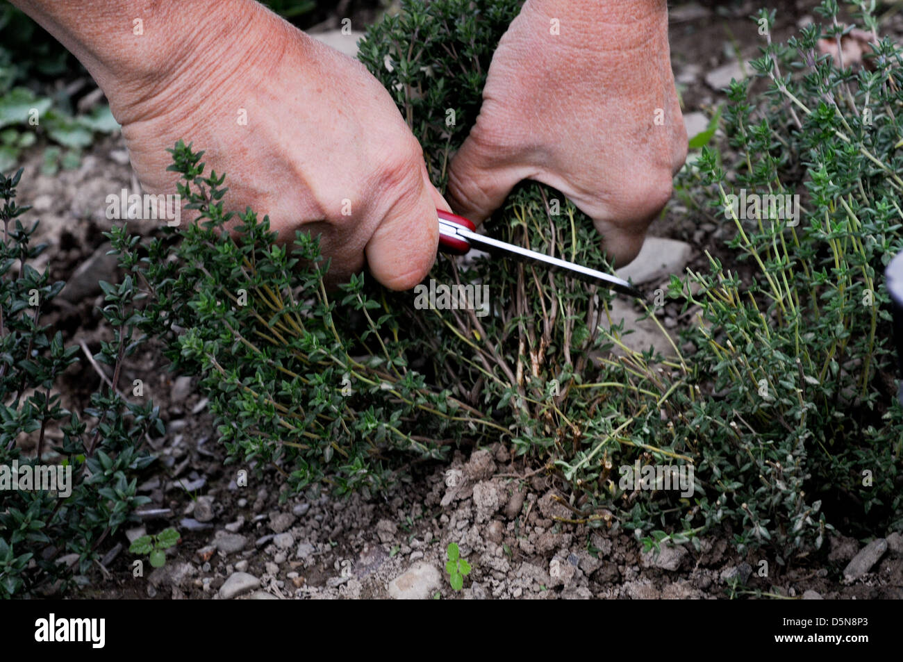Fresh harvest of thyme in the row Stock Photo - Alamy