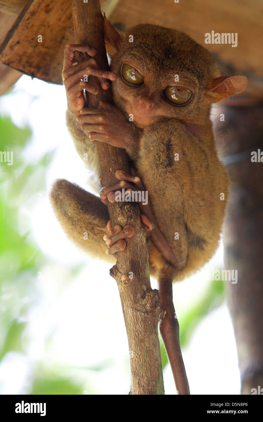 Tarsier monkey hi-res stock photography and images - Alamy