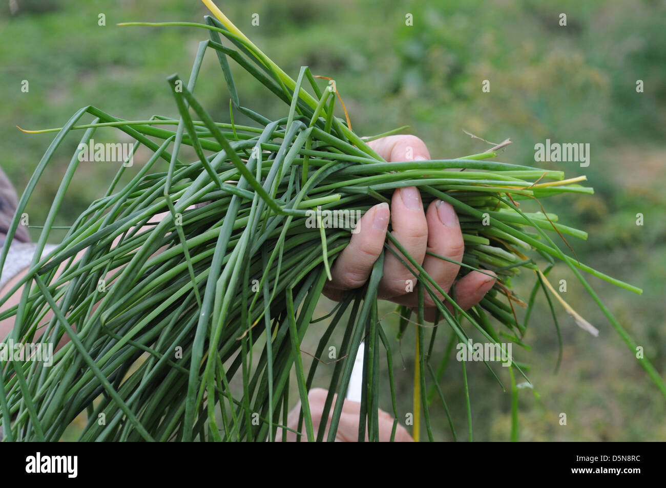 Fresh harvest of chives Stock Photo - Alamy