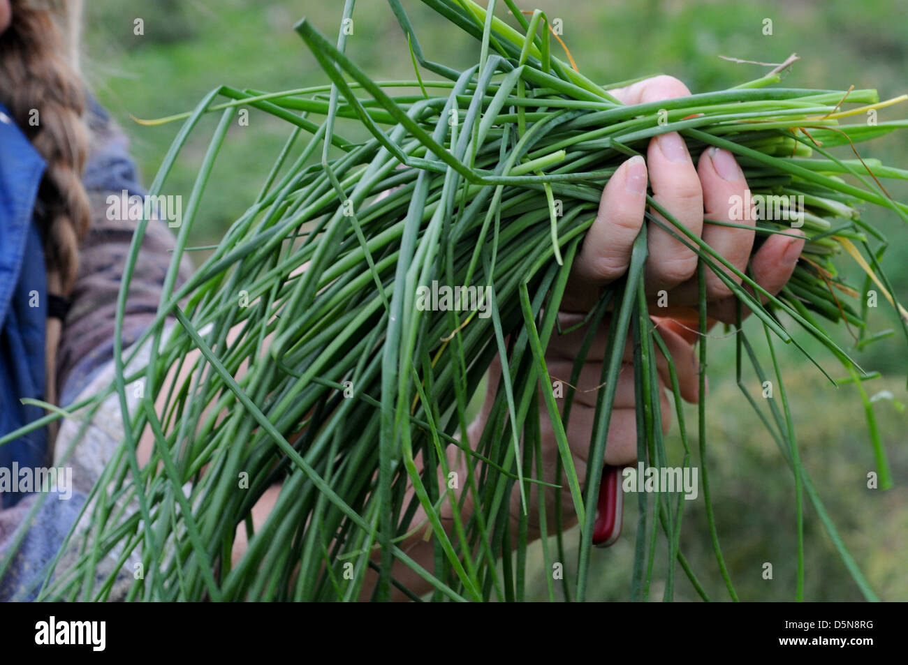 Fresh harvest of chives Stock Photo - Alamy
