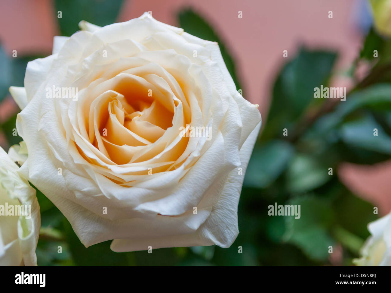 Beautiful white rose Stock Photo - Alamy