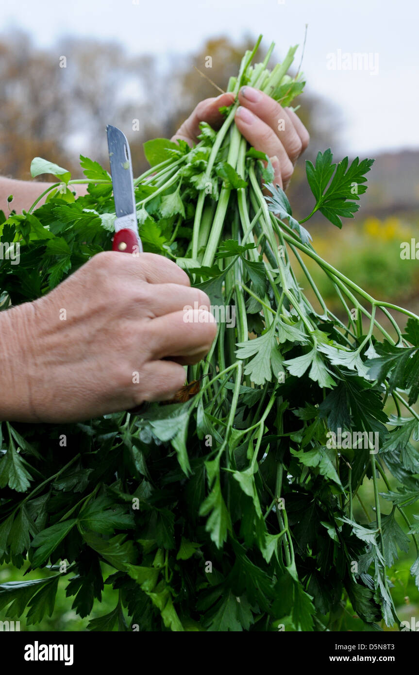 Fresh harvest of cilantro Stock Photo - Alamy