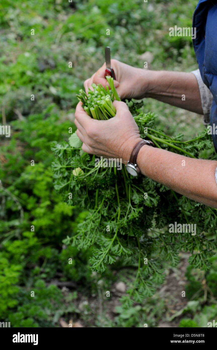 Cilantro farm hi-res stock photography and images - Alamy