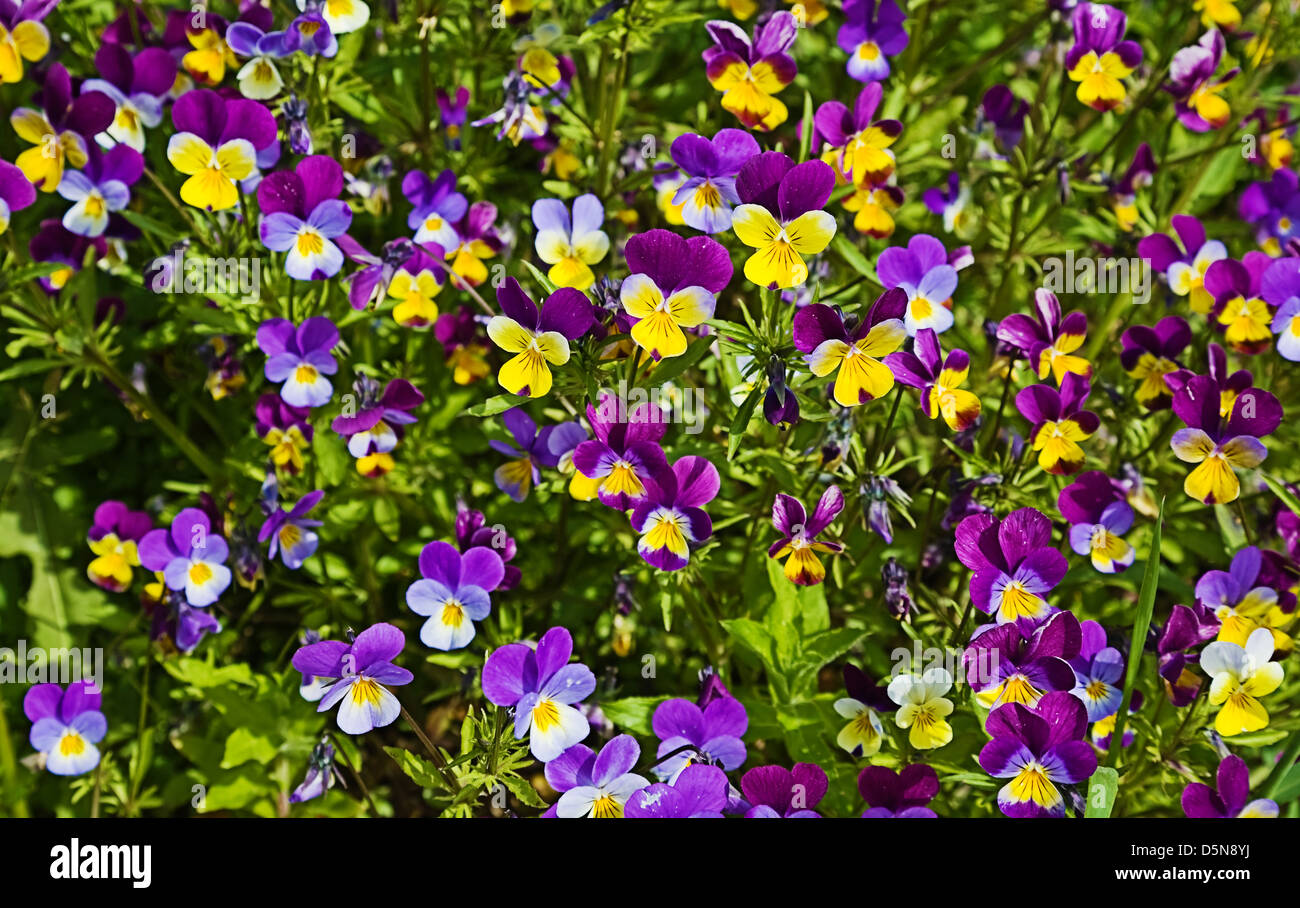Yellow-violet flowers in summer to a garden Stock Photo - Alamy