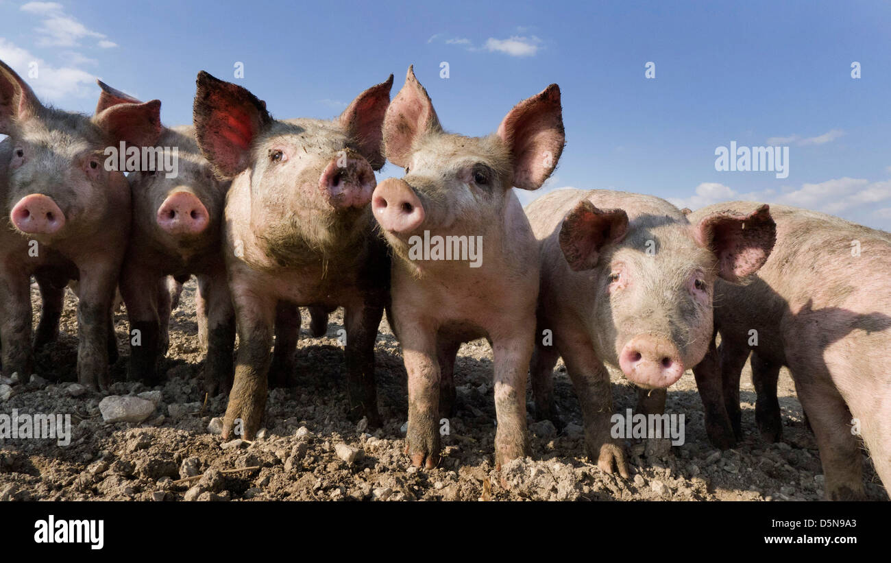 Pigs hi-res stock photography and images - Alamy