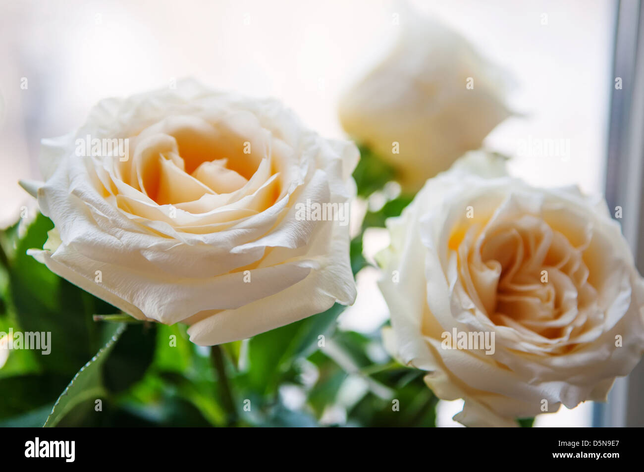 Three white roses Stock Photo - Alamy