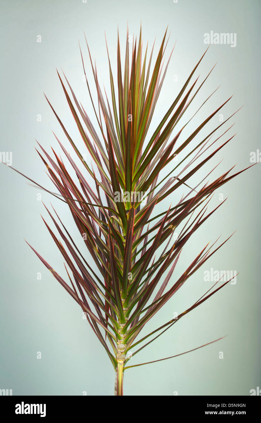 Indoor decorative indoor plant against plain wall Stock Photo - Alamy