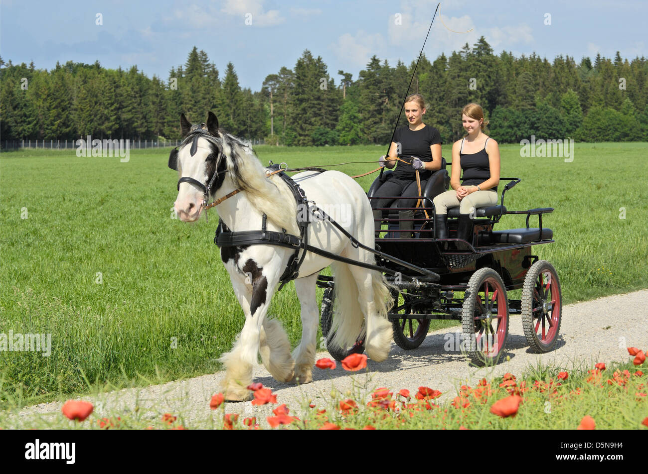 Irish horse drawing hi-res stock photography and images - Alamy