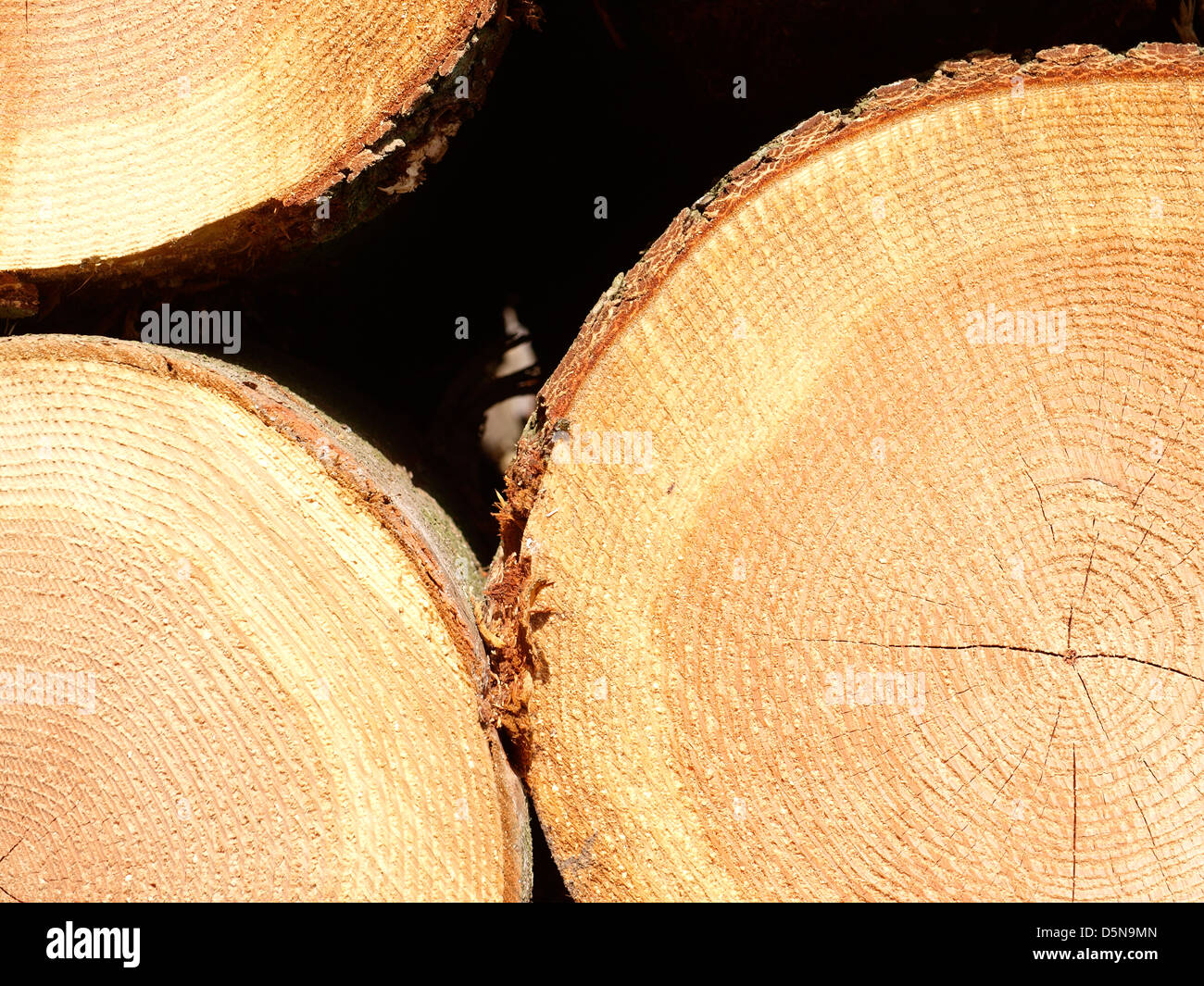 Logging timber hi-res stock photography and images - Alamy